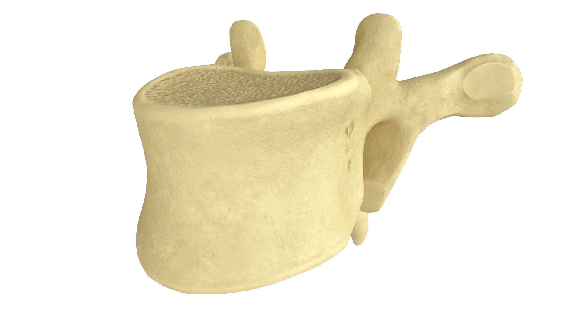 3D Anatomy Model of Vertebra C2 (Axis) | VOKA